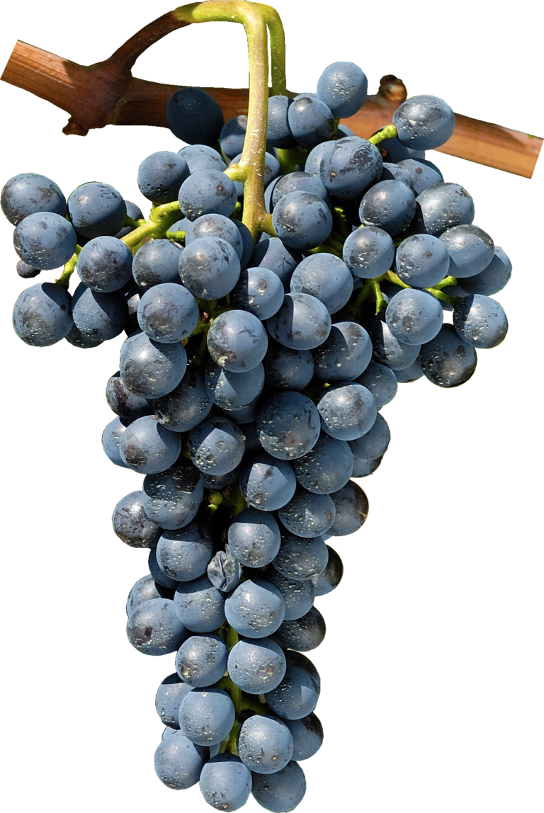 DIVICO FÛT | Florian Ramu - 1242 Satigny